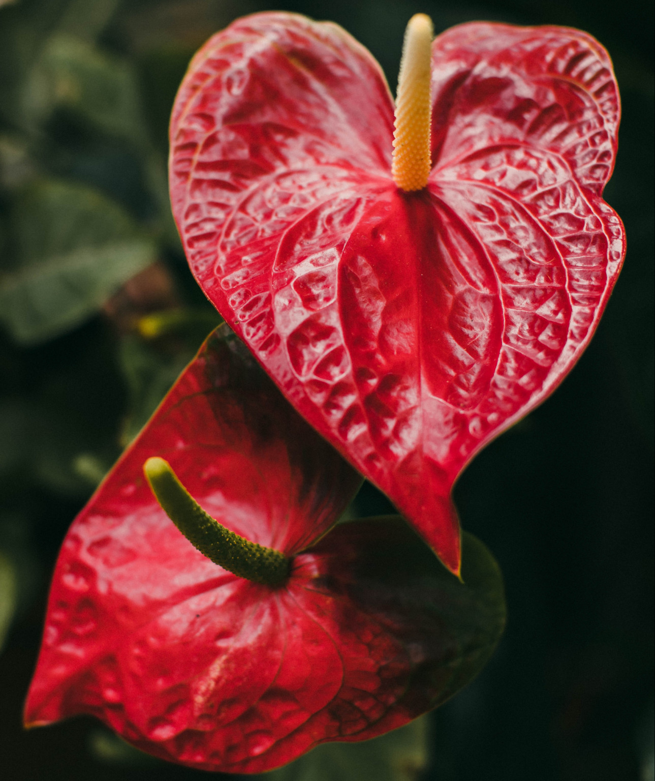 5 flores que são fáceis de cuidar | Blog Telhanorte